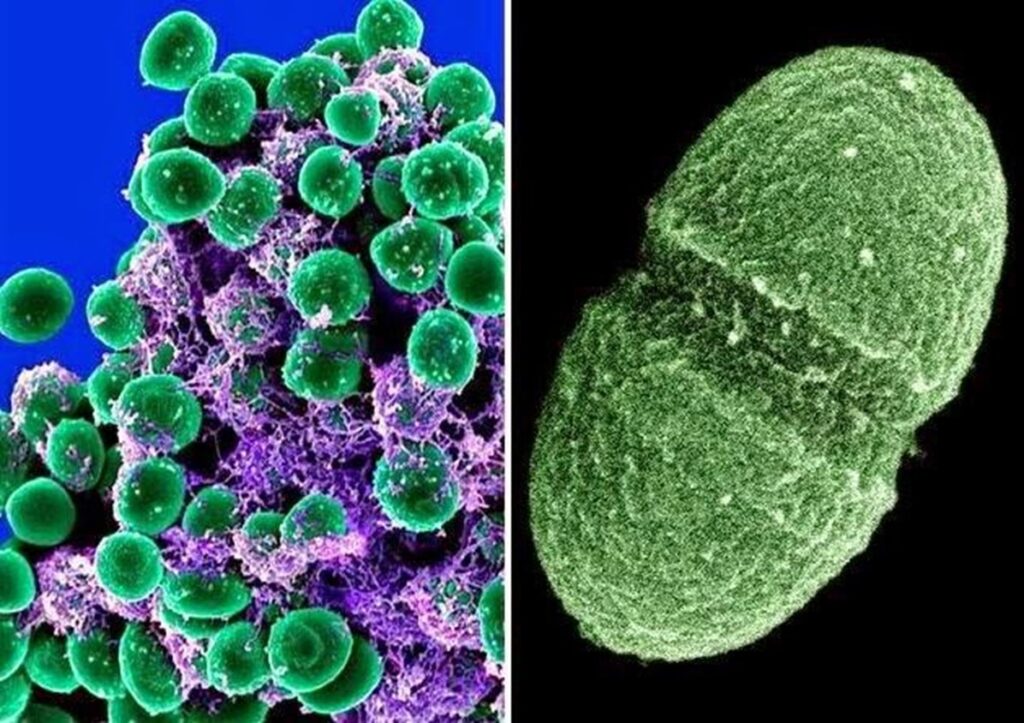 iBiote – Le microbiote au coeur de votre santé
